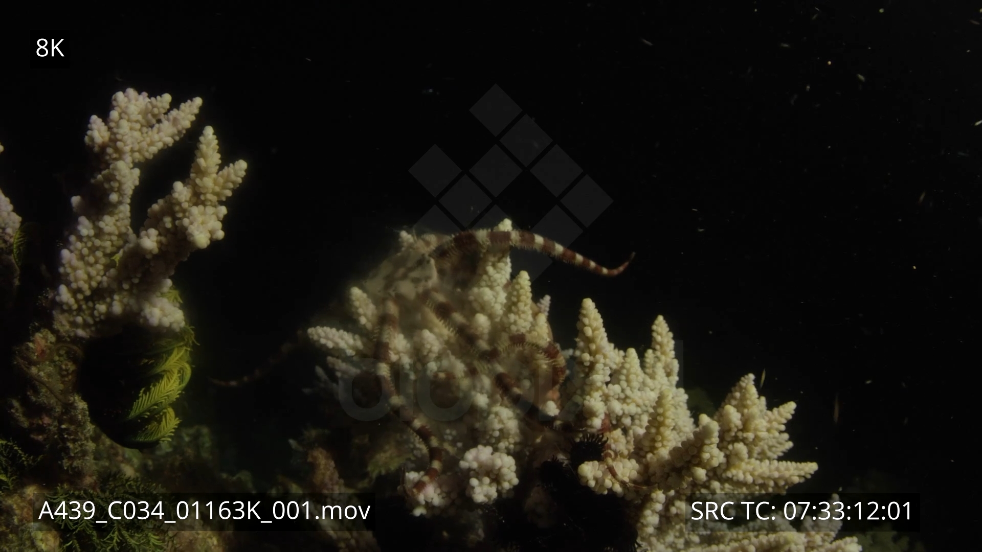 BiopixelBrittlestar - Brittle star spawning at same time as corals 8K ...