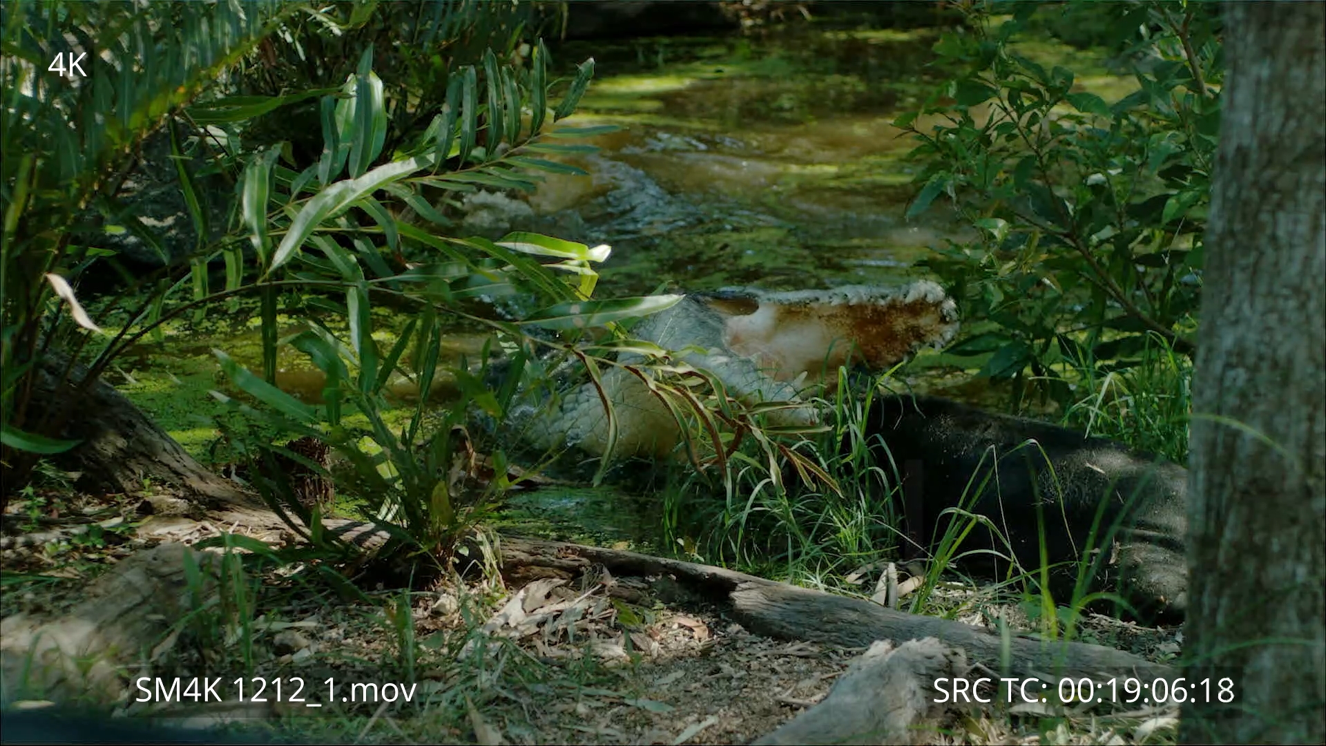 BiopixelSaltwater crocodile grabbing feral pig off bank slow motion 500 ...